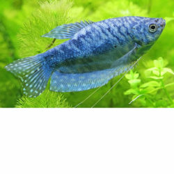 Gourami azul - Trichogaster trichopterus - Gurami azul| Mercado acuatico