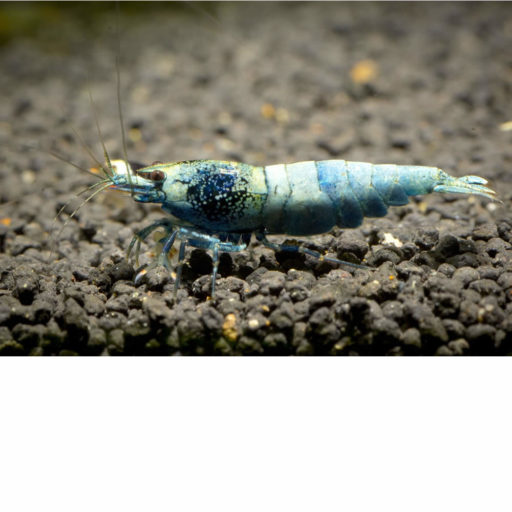 Gamba Orange Fire - Sakura Sunkist - Neocaridina davidi