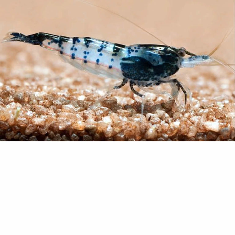 Carbon Rili Shrimp - Neocaridina davidi var. "Carbon Rili" - gambas acuario