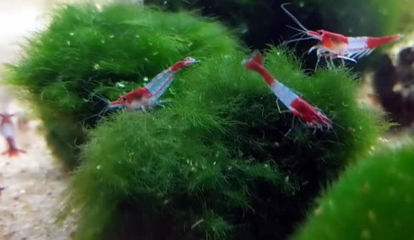 Invertebrados para su acuario - mantenimiento y el cuidado