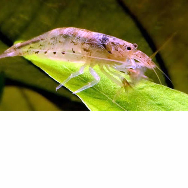 Mini gamba abanico - gamba abanico enana - Atyoida pilipes