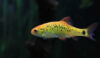 Los barbos en el acuario - cuidado y cría en los acuarios