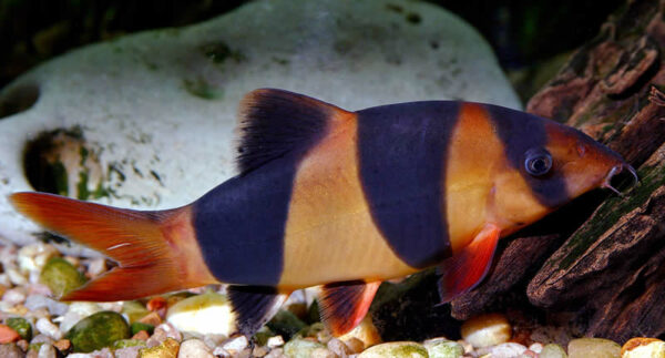 Botia payaso: Cuidados y cría del Botia macracantha en el acuario