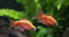 Barbo rosado: Comportamiento y cría Barbo conchonius en el acuario
