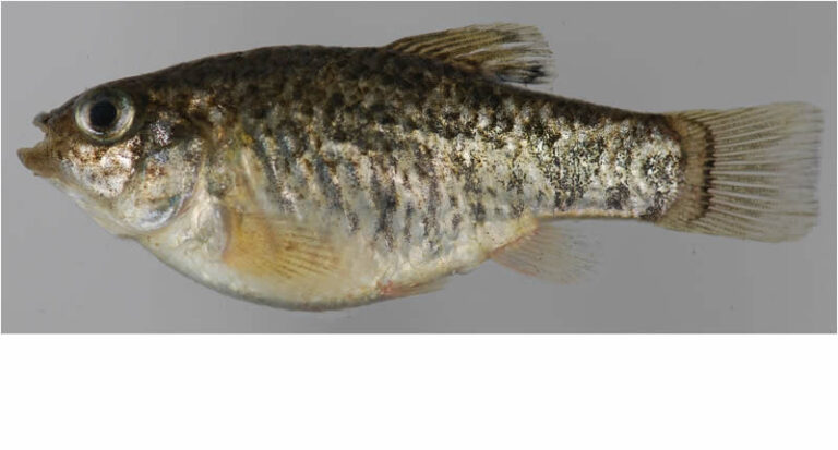 Cyprinodon variegatus: Cuidados y Reproducción en el acuario