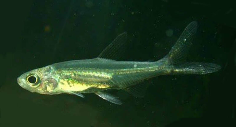 Lepidarchus adonis (pez adonis tetra): Cuidado y cría