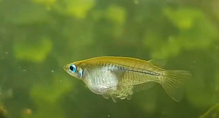 Oryzias dancena (Arroz indio): Cuidado y reproducción