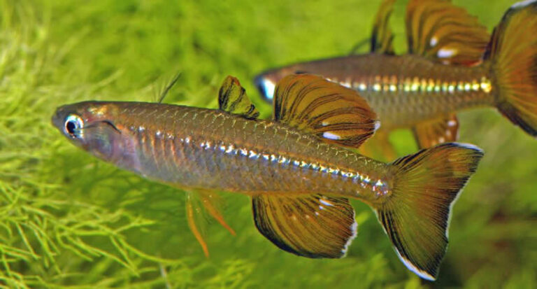 Pseudomugil tenellus (Ojos azules): Cuidados y reproducción
