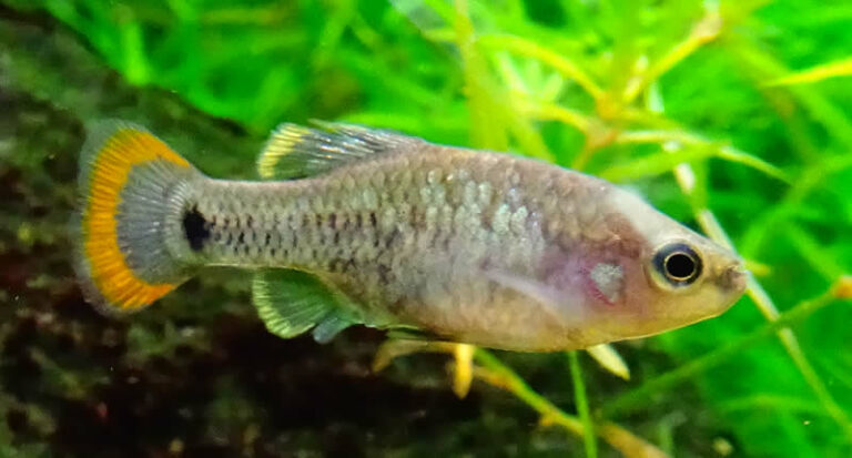 Picote tequila (Zoogoneticus tequila): Cuidado y reproducción