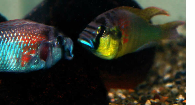 Cíclidos en el acuario de agua dulce
