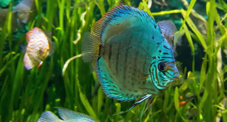 Dieta y alimentación de los peces ornamentales