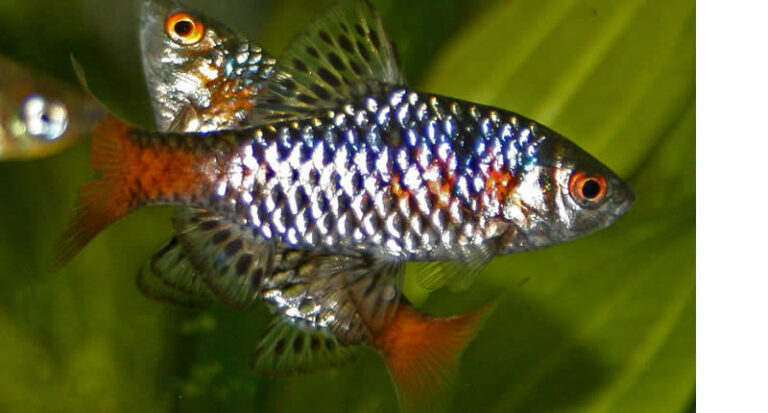 Pethia padamya (pez barbo Odessa): cuidados y cría