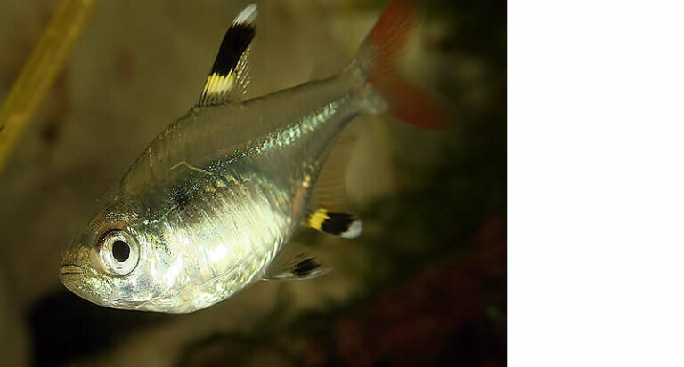 Pristella maxillaris (Tetra Rayos X): cuidados y cría