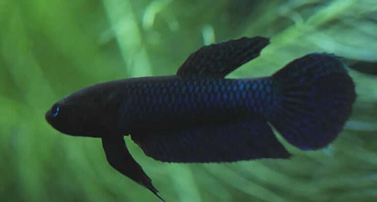 Betta hendra (Betta Palangkaraya): cuidados y cría en el acuario