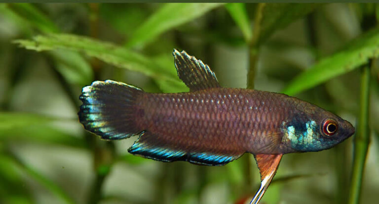 Betta taeniata (Borneo Betta): cuidados y cría en el acuario
